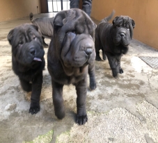 Cuccioli di Sharpei